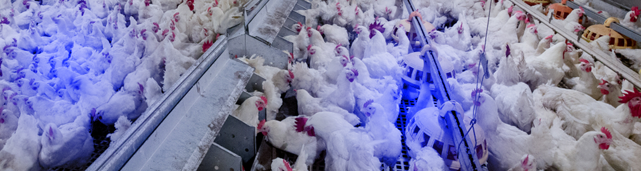 Archives of Animal & Poultry Sciences (AAPS)