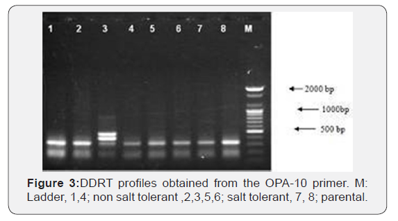 Utilization of Differential Display Reverse Trancrptase- DDRT for ...