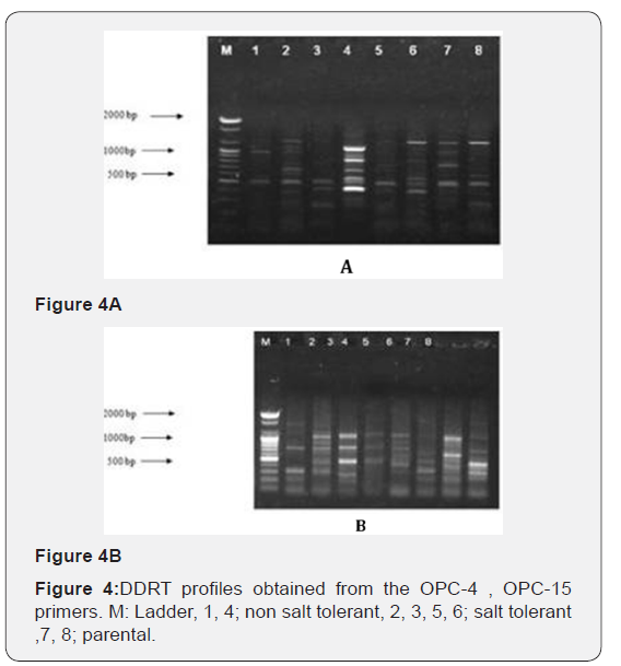 Utilization of Differential Display Reverse Trancrptase- DDRT for ...