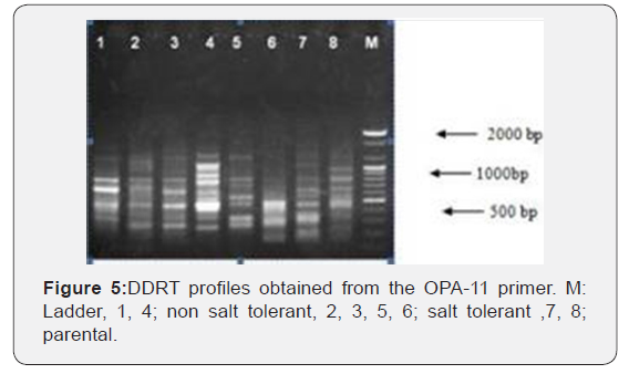 Utilization of Differential Display Reverse Trancrptase- DDRT for ...