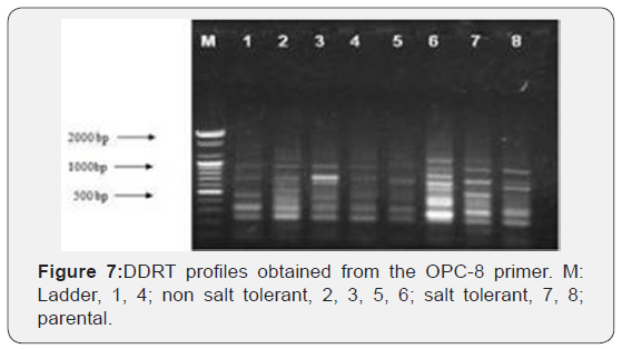 Utilization of Differential Display Reverse Trancrptase- DDRT for ...