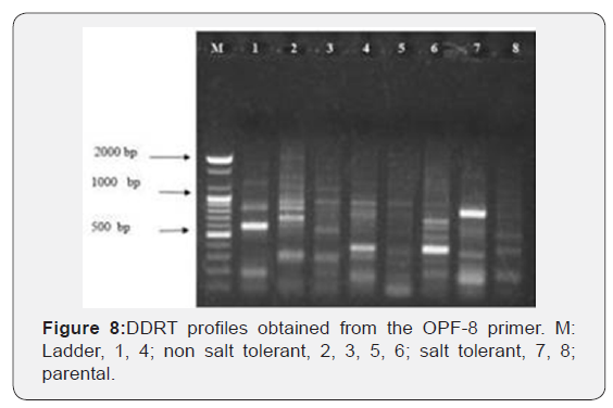 Utilization of Differential Display Reverse Trancrptase- DDRT for ...