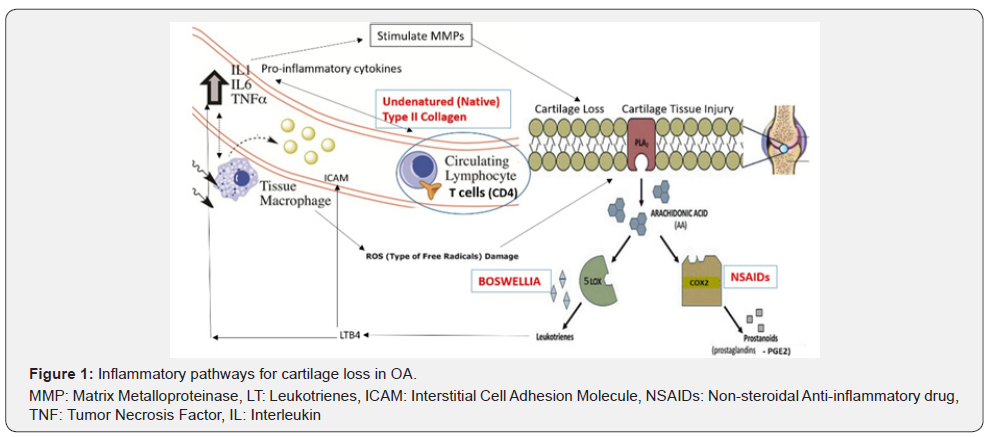 Multimodal Anti Inflammatory Approach To Osteoarthritis Management Multimodal Anti Inflammatory Approach To Osteoarthritis Management
